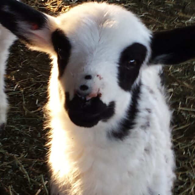 Navajo-Churro Sheep Association - Navajo-Churro - America's First Sheep